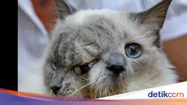 Kucing Ini Terlahir dengan Dua Wajah