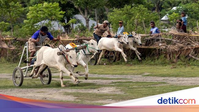 Tradisi Molumba Japi di Sigi Diikuti 140 Ekor Sapi