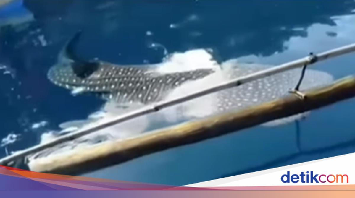 Heboh Hiu Paus Muncul Dekati Nelayan di Laut Sangihe, Begini Faktanya