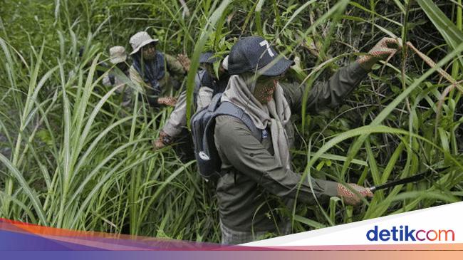 Wanita-wanita Tangguh Penjaga Hutan Aceh