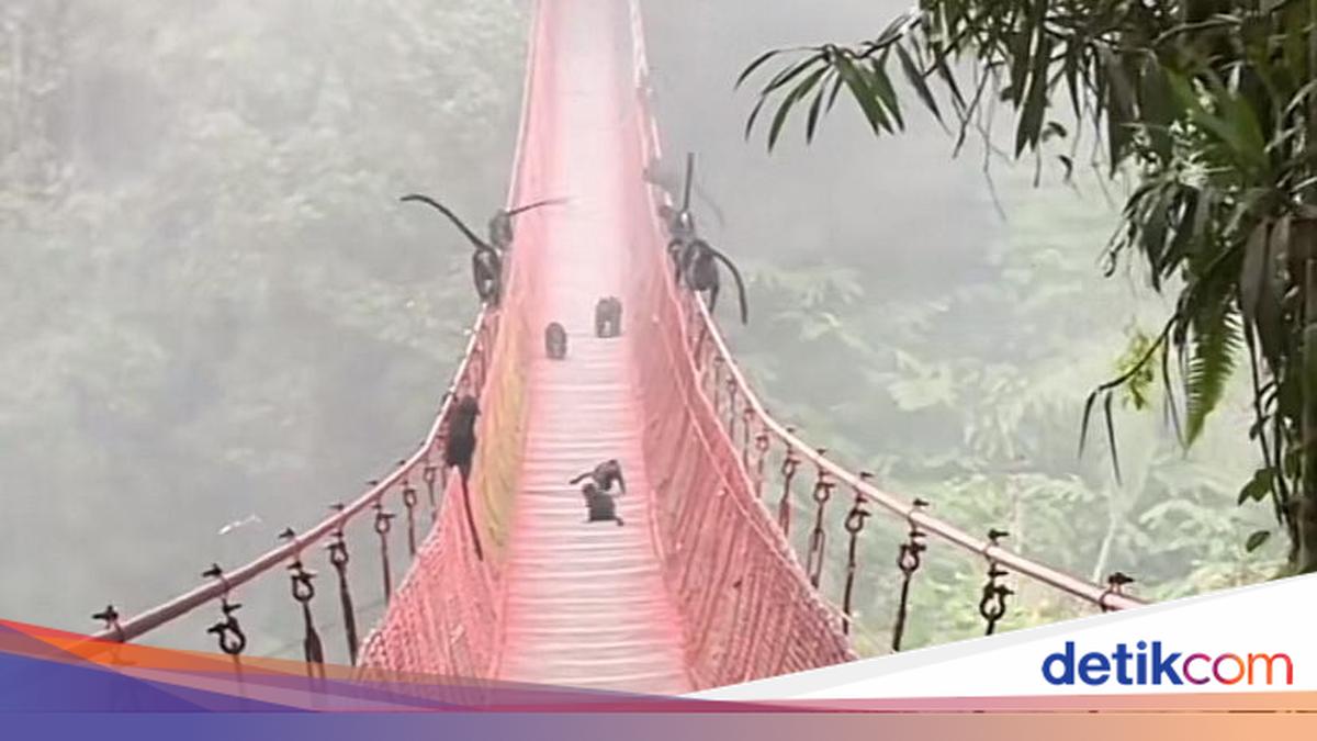 Cerita Bowji Pergoki Lutung Jawa 'Berpesta' di Situ Gunung