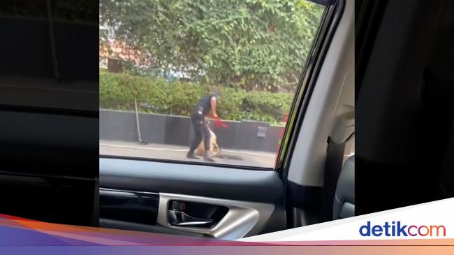 Plaza Indonesia Ungkap Kondisi Fay Anjing Pelacak yang Dianiaya Sekuriti