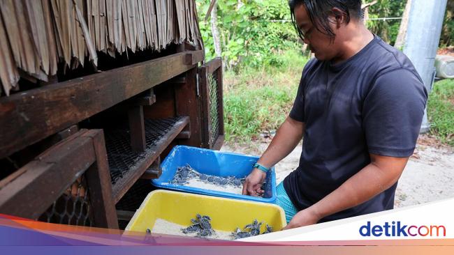 Aksi Sukarelawan Malaysia Selamatkan Populasi Penyu