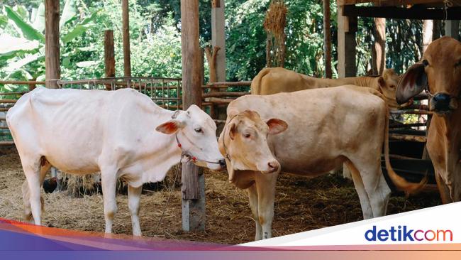 Harga Sapi Kurban 2025, Catat Juga Ketentuannya Menurut Syariat