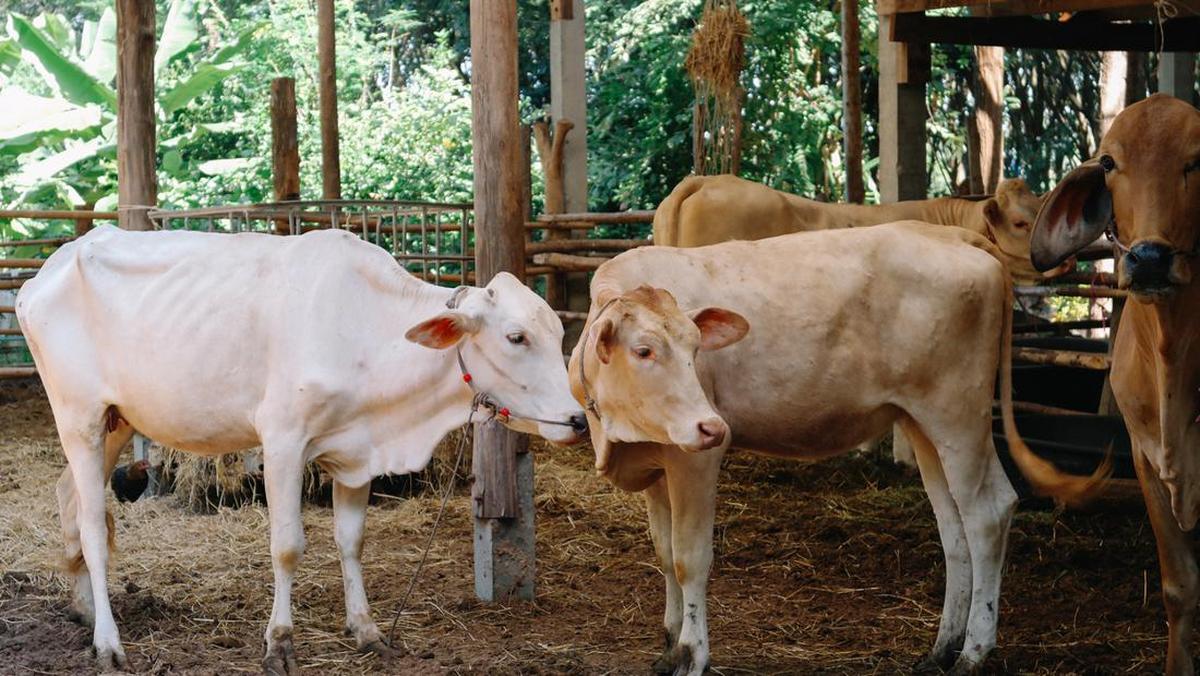 Penting! BPOM RI Bagikan Tips Aman Simpan dan Olah Daging Kurban