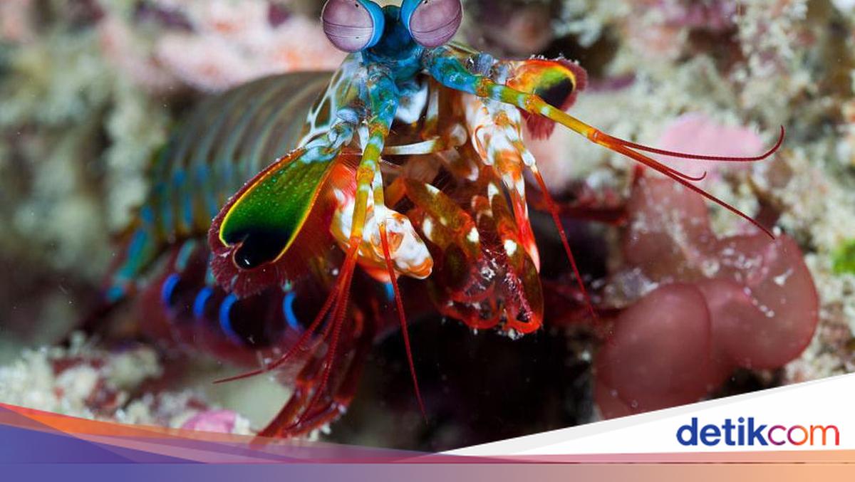 Kumpulan Penampakan Makhluk Teraneh dari Laut Dalam