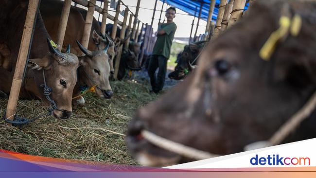 Ratusan Hewan Kurban di Bandung Sakit-Belum Cukup Umur Dijual Ratusan Hewan Kurban di Bandung Sakit-Belum Cukup Umur Dijual