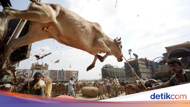 Suasana Pasar Hewan Kurban di Pakistan Jelang Idul Adha