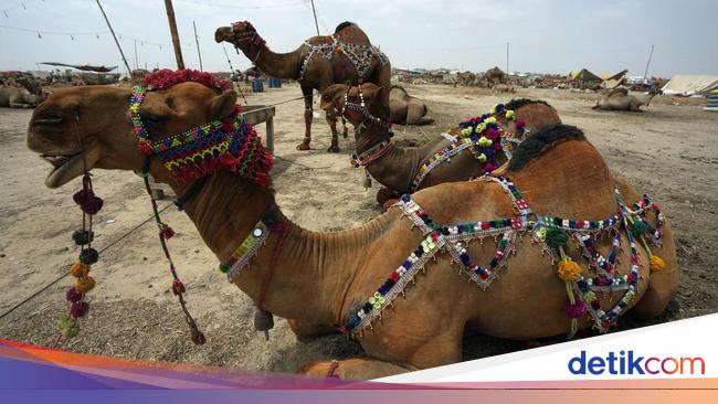 Unta Kurban di Pakistan Berhias Kalung Warna-warni