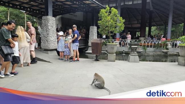 Dispar Bali Dalami Pengakuan Turis Aussie Digigit Monyet di Monkey ...