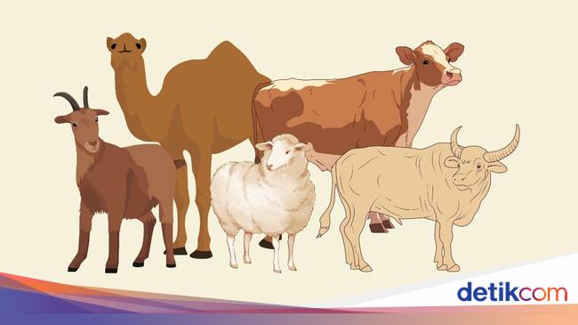 1 Kambing atau Sapi Kurban untuk Berapa Orang? Ini Ketentuannya 1 Kambing atau Sapi Kurban untuk Berapa Orang? Ini Ketentuannya
