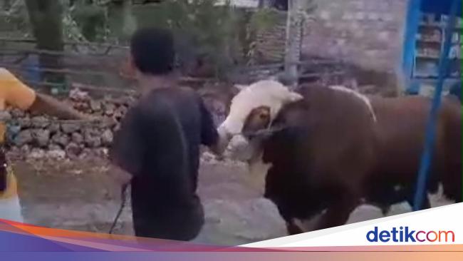 Tragis Sugi Tewas Diseruduk Sapi Limosin yang Baru Dibeli