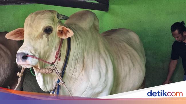 Penampakan Satrio Bimo, Sapi Kurban Jokowi Bobot Nyaris 1 Ton dari Bantul