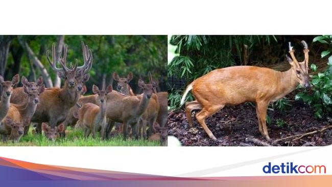 6 Perbedaan Kijang dan Rusa, Hewan yang Sering Dianggap Sama