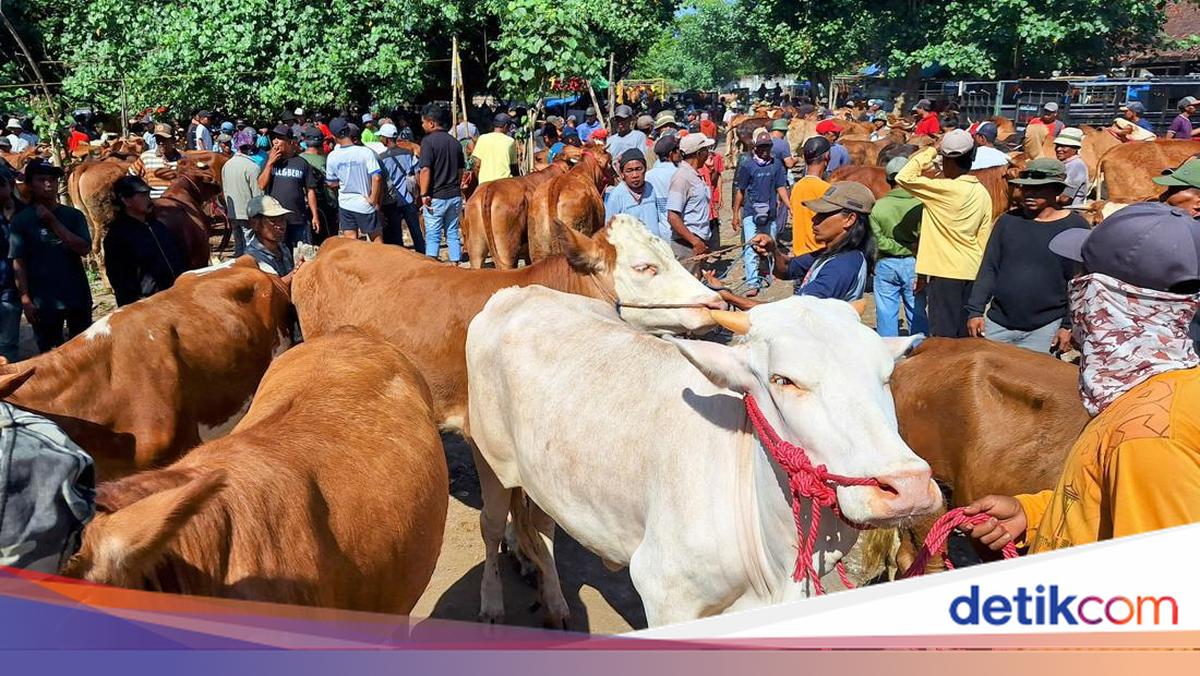Daftar Harga Sapi dan Kambing Kurban di Bali 2025, Cek di Sini!