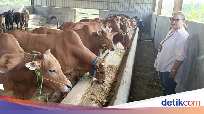 65 Sapi Antre Dipotong di RPH Semarang Saat Hari Pertama Idul Adha