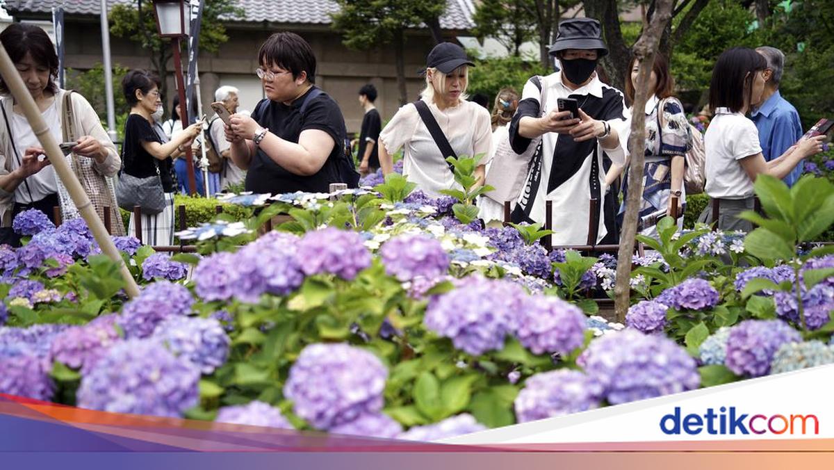 Terpesona Cantiknya Bunga Hydrangea di Kuil Hakusan Tokyo