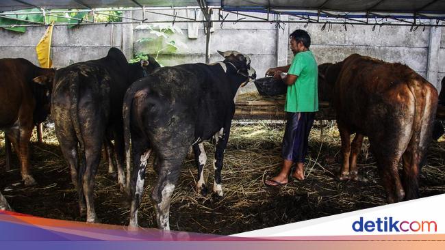 Daftar Harga Sapi dan Kambing Kurban 2025 Lengkap Tips Memilih, Cek di Sini!