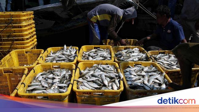 Ekspor Perikanan RI ke Eropa Terhambat, KKP Ungkap Biang Keroknya