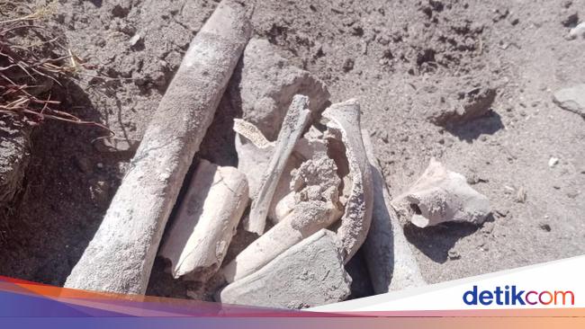 Viral Penemuan Tulang Manusia di Area Tambang, PT STM Buka Suara