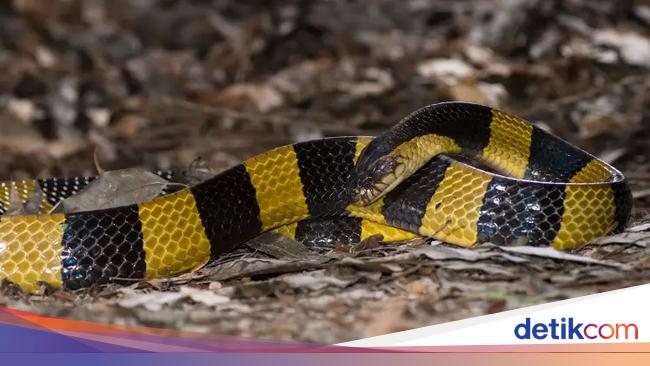 Mengenal Ular Welang yang 'Pemalu' tapi Punya Bisa Mematikan