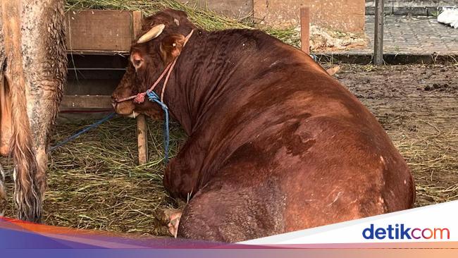 Penampakan Sapi Kurban Gibran yang Bobotnya 1,2 Ton