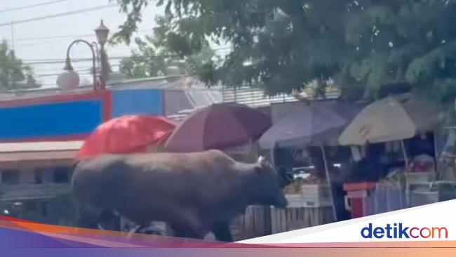 Sapi Kurban Lepas di Jalanan Palembang Bikin Pengendara Kocar-kacir