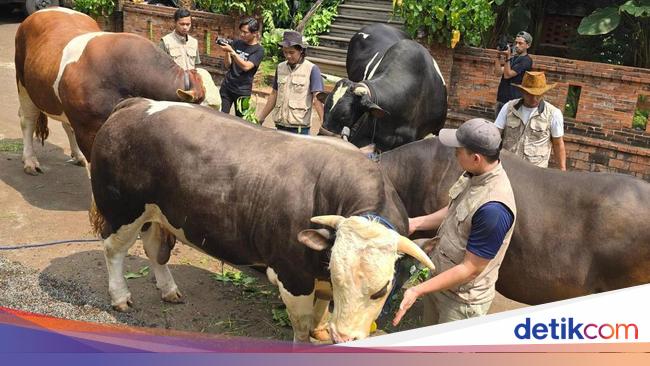 Siap-siap Melow! Ini Condrosimo dan 3 Sapi Kurban Irfan Hakim