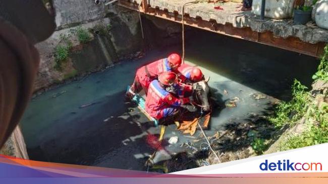 Sapi Kurban di Surabaya Tercebur ke Sungai Usai Kaget Dengar Klakson Motor