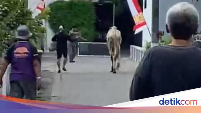 Waduh! Sapi Kurban Lepas-Nyeberang Ring Road Utara, Sempat Tabrak 2 Anak