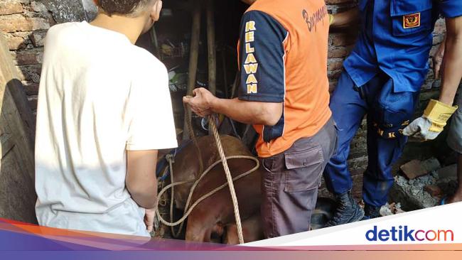 Ngamuk, Sapi 3 Kuintal Nyemplung Sumur 9 Meter di Banjarnegara