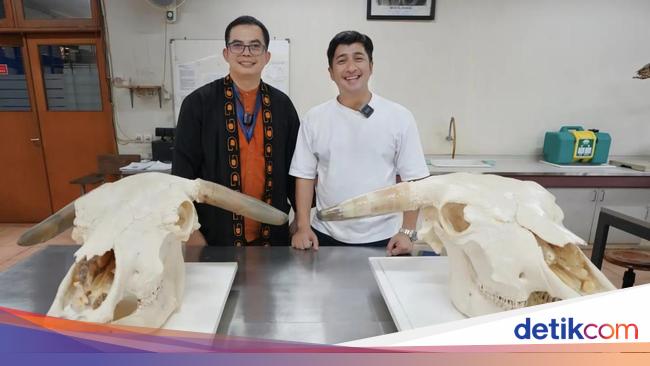 Kebersamaan Irfan Hakim dengan 4 Ekor Sapi Kurban yang Jumbo