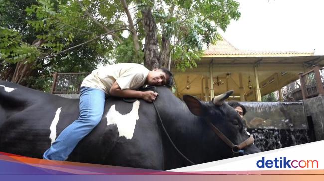 Kebersamaan Irfan Hakim dengan 4 Ekor Sapi Kurban yang Jumbo