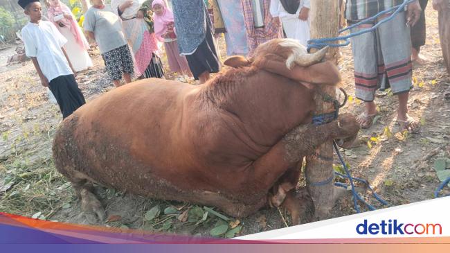 Sapi di Gunungkidul Gagal Dikurbankan Usai Mati Terlilit Tali