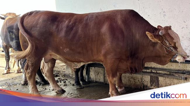 Pembagian Daging Kurban, Siapa Saja yang Berhak Menerima?