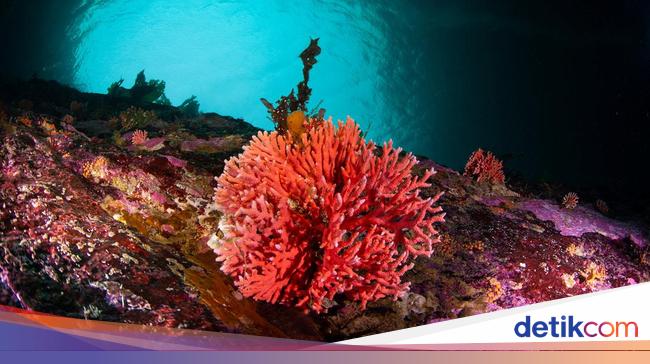 Mengenal Jenis Terumbu Karang dan Manfaatnya bagi Manusia