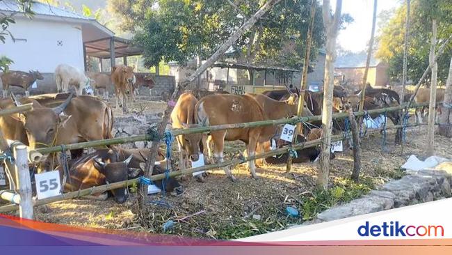 Turki Sumbang 1.000 Sapi Kurban ke Pulau Sumbawa, 100 Ekor untuk Bima