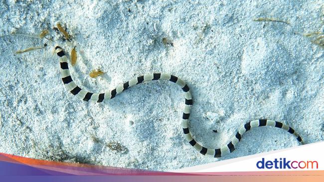 Viral Video Ular Laut di Pantai Gunungkidul, Wisatawan Auto Bubar!