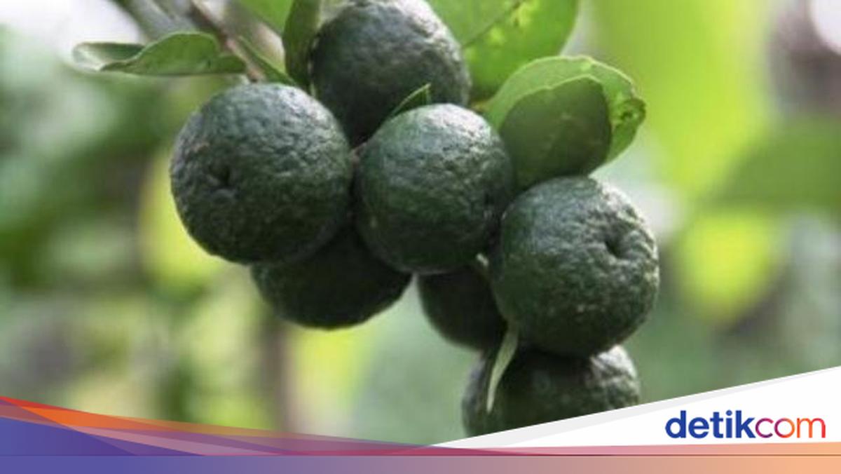 5 Kegunaan Jeruk Limau dalam Makanan, Pelengkap Sambal-Bumbu Kacang