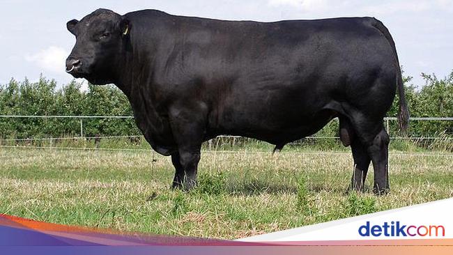 Iklim yang Semakin Panas Ancam Dunia Peternakan dan Pangan, Sapi Punya ...