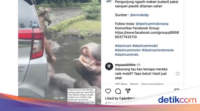 Kondisi Terkini Kuda Nil Taman Safari yang Diberi Makan Sampah Plastik Kondisi Terkini Kuda Nil Taman Safari yang Diberi Makan Sampah Plastik