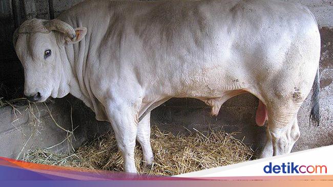 10 Jenis Sapi Terberat di Dunia, Nomor 1 dari Negara Mana?