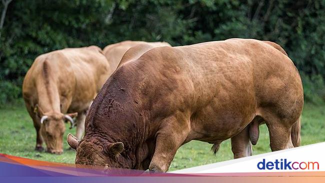 Ini 10 Jenis Sapi dengan Bobot Terberat di Dunia, Nomor Satu dari Italia