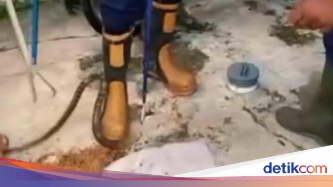 Ular Macan Terciduk Mau Mangsa Perkutut di Wonosari Sudah Semburkan Bisa