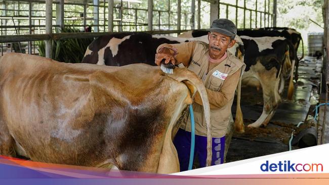 Kementan Siapkan 1,5 Juta Ha Lahan buat Taruh Sapi Perah Impor 1,3 Juta ...