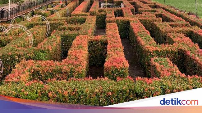 Ada Tema Labirin di Wisata Angkringan Kampung Belimbing Musi Rawas