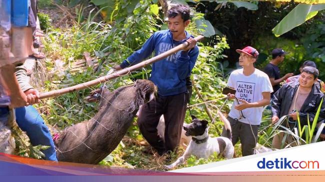 Momen Dramatis Penangkapan Babi Hutan Bertaring di Sukabumi Momen Dramatis Penangkapan Babi Hutan Bertaring di Sukabumi