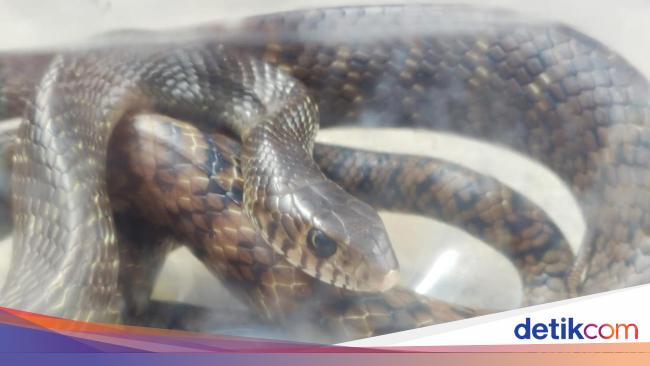 Penampakan Ular Macan yang Terciduk Semburkan Bisa ke Perkutut di Wonosari