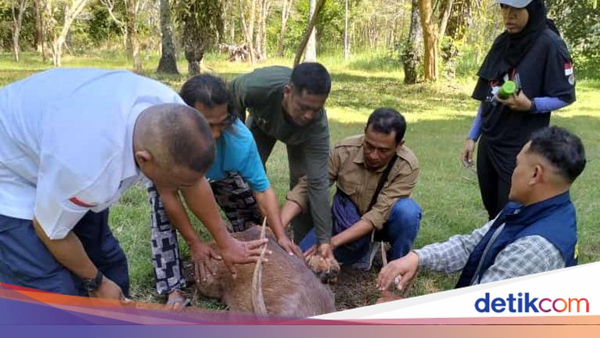 Rusa TNBB Mati Setelah Tercebur ke Tambak Udang di Buleleng