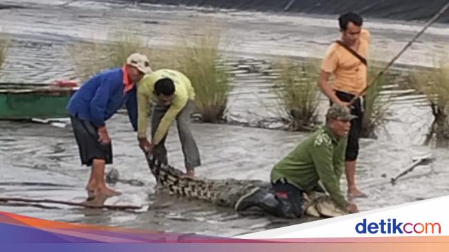 Warga Tangkap Buaya Muara 3 Meter yang Masuk Tambak di OKI Warga Tangkap Buaya Muara 3 Meter yang Masuk Tambak di OKI